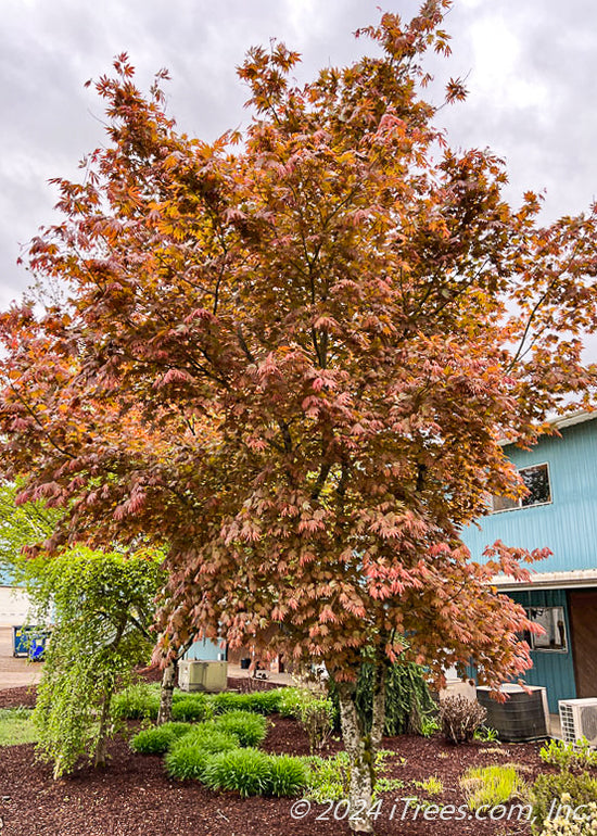 Northern Glow® Maple