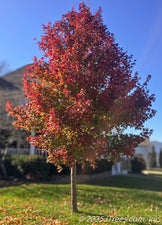 Redpointe® Red Maple