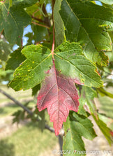Redpointe® Red Maple