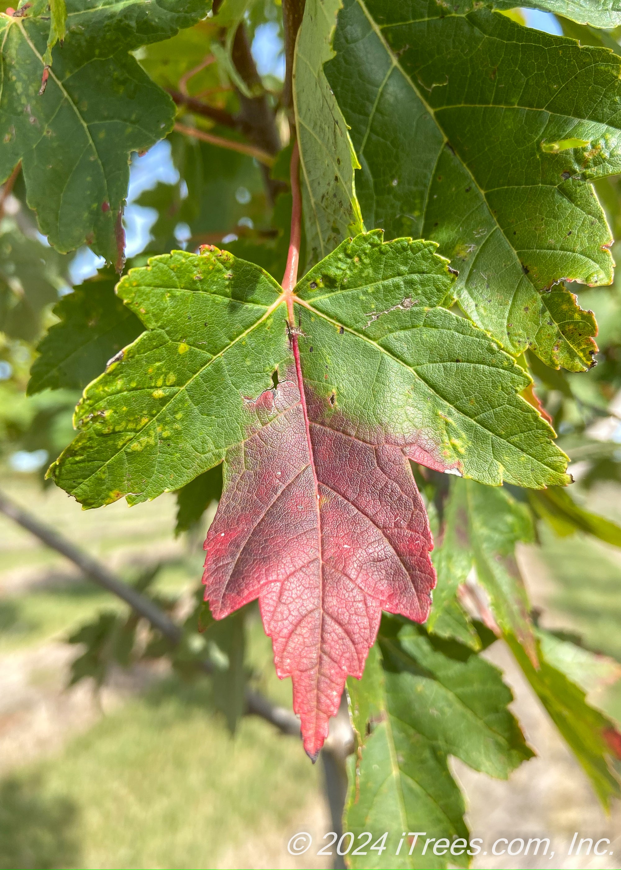 Redpointe® Red Maple