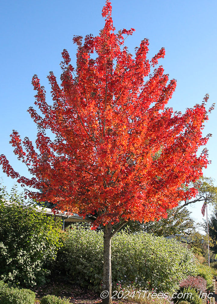 Redpointe® Red Maple