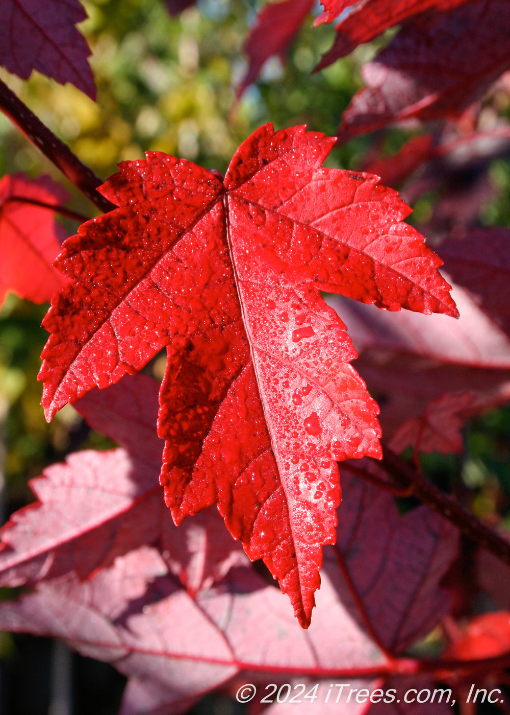 Redpointe® Red Maple