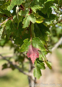 Redpointe® Red Maple