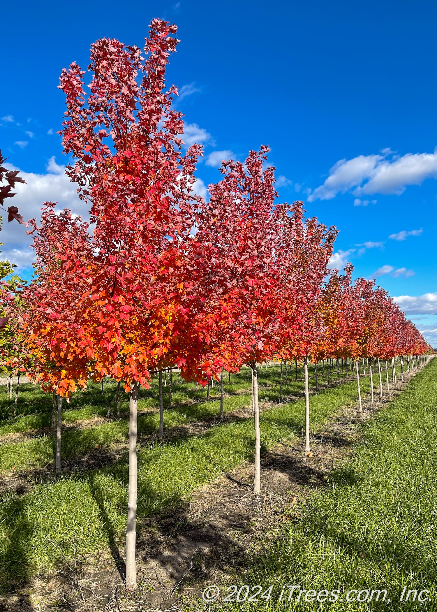 Redpointe® Red Maple