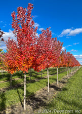 Redpointe® Red Maple