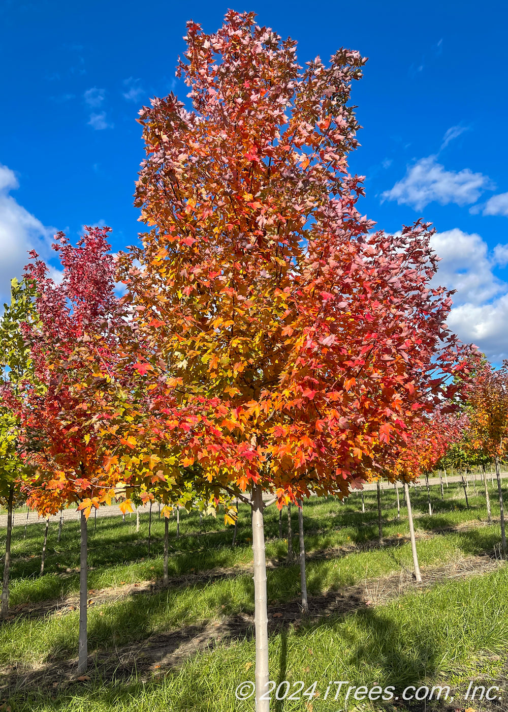 Redpointe® Red Maple