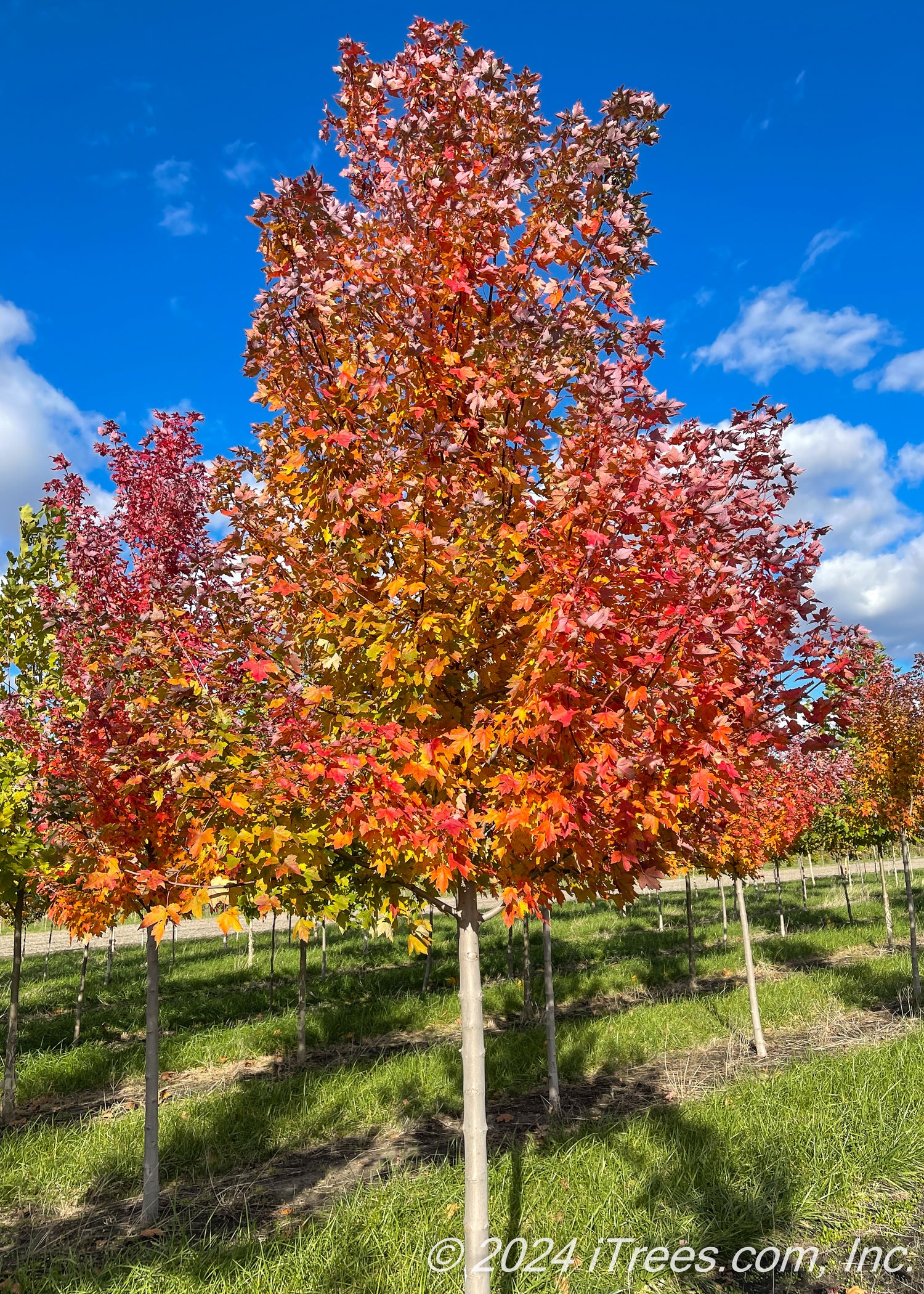 Redpointe® Red Maple