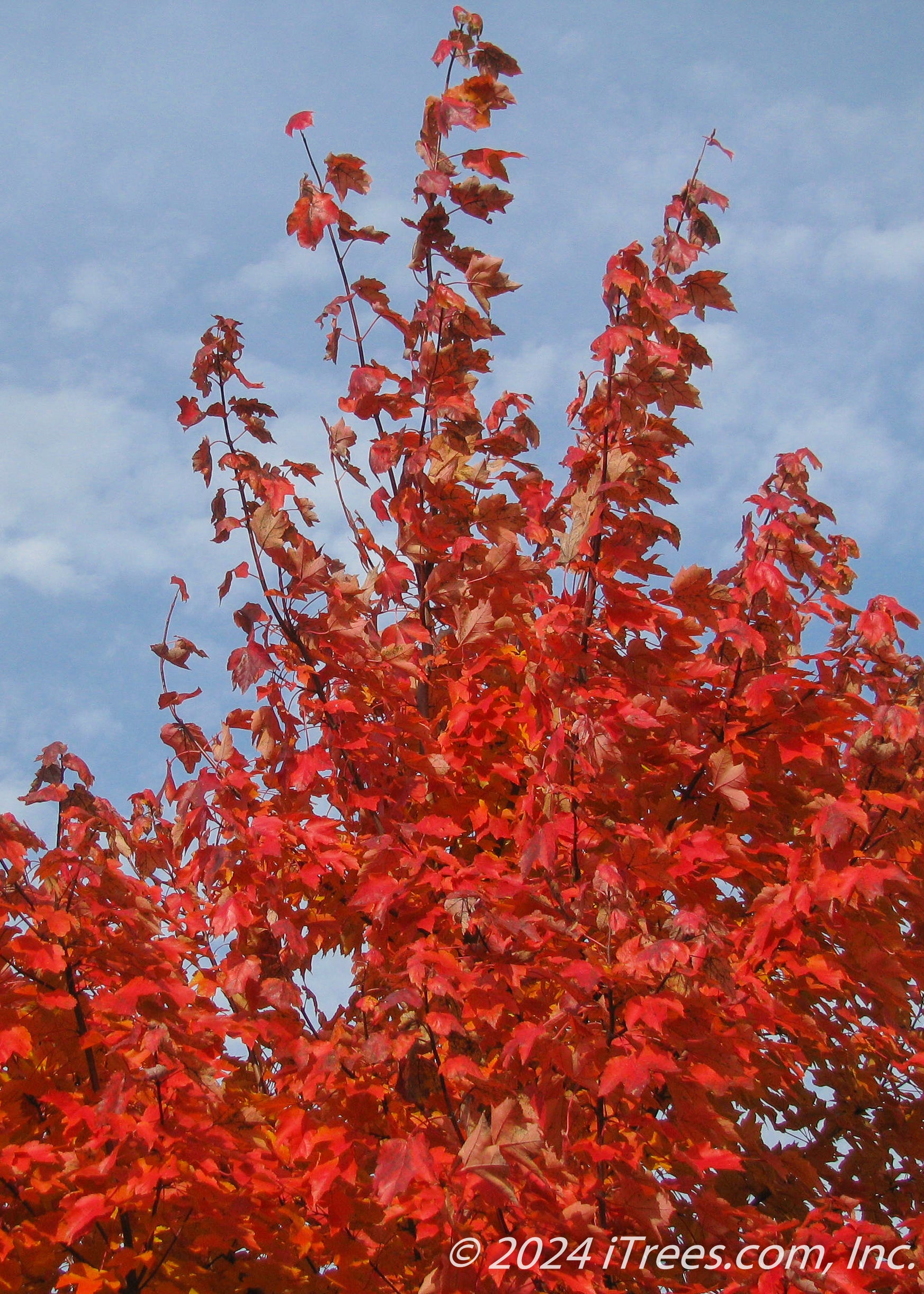 Red Sunset® Red Maple