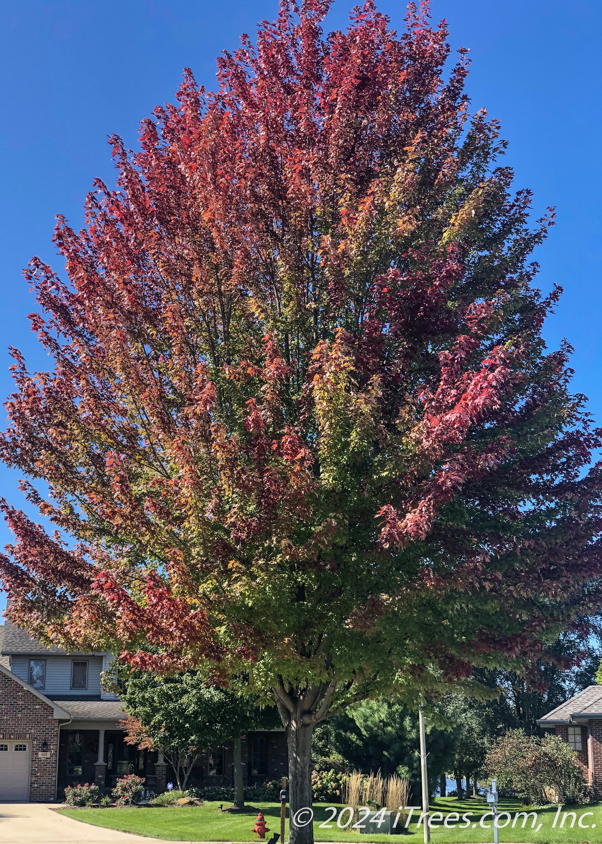 Red Sunset® Red Maple