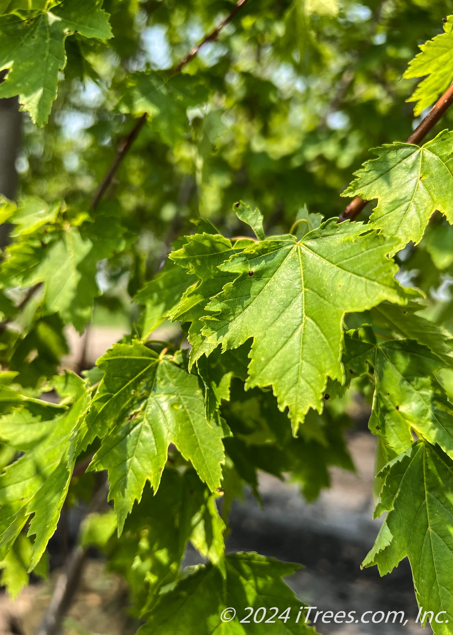 Armstrong Gold® Red Maple