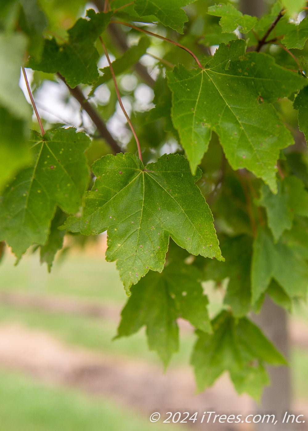 October Glory Red Maple