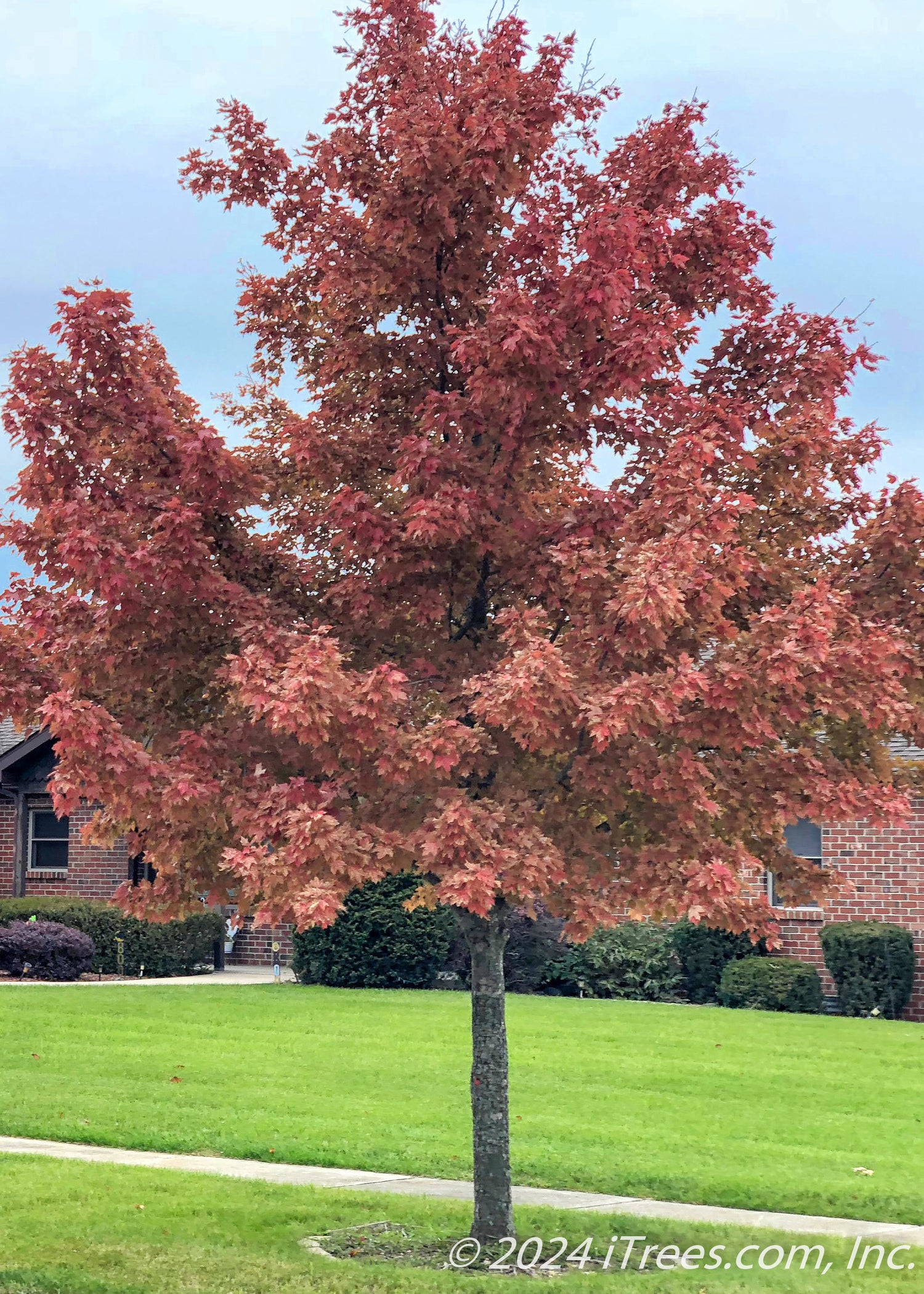 October Glory Red Maple