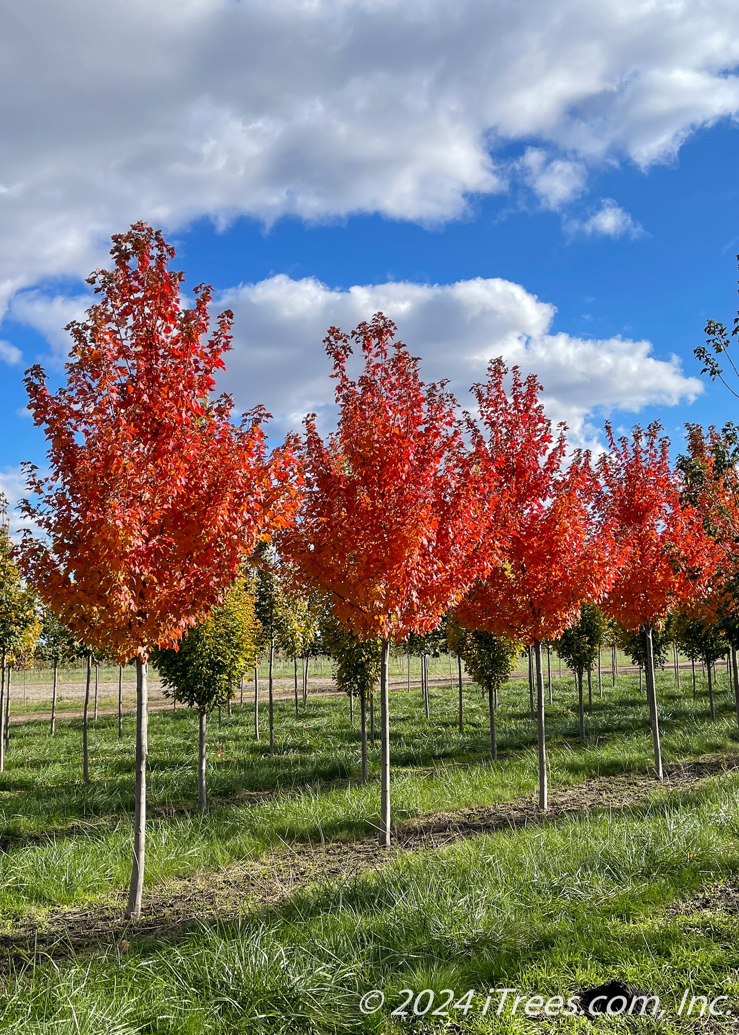 Sun Valley Red Maple