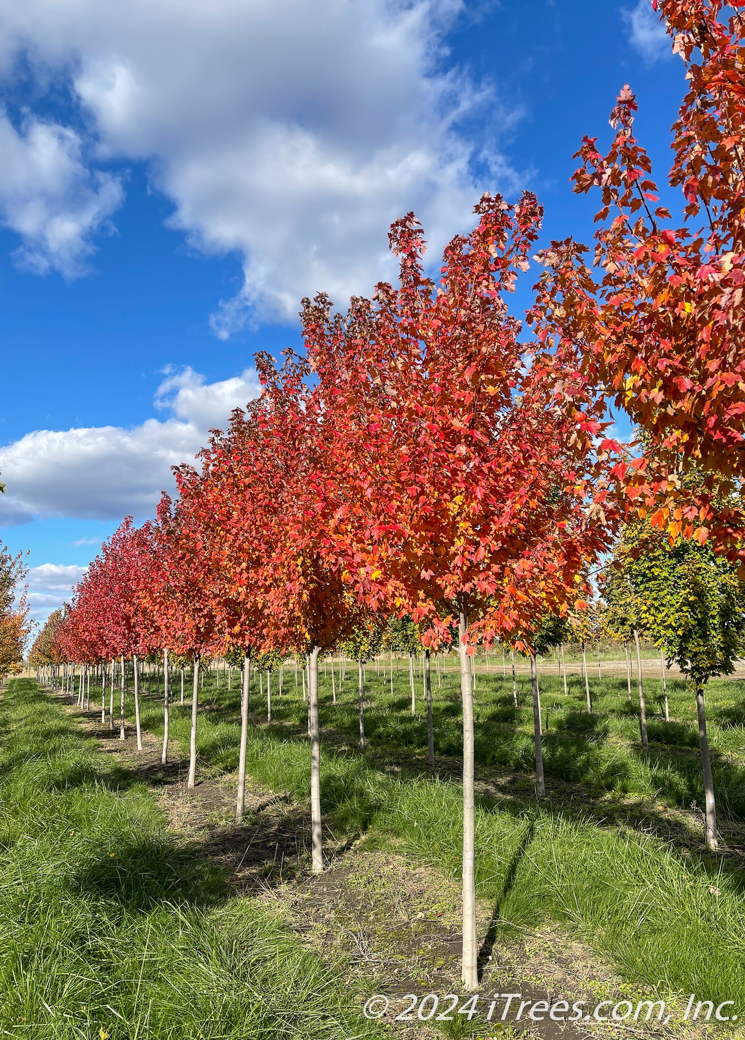 Sun Valley Red Maple