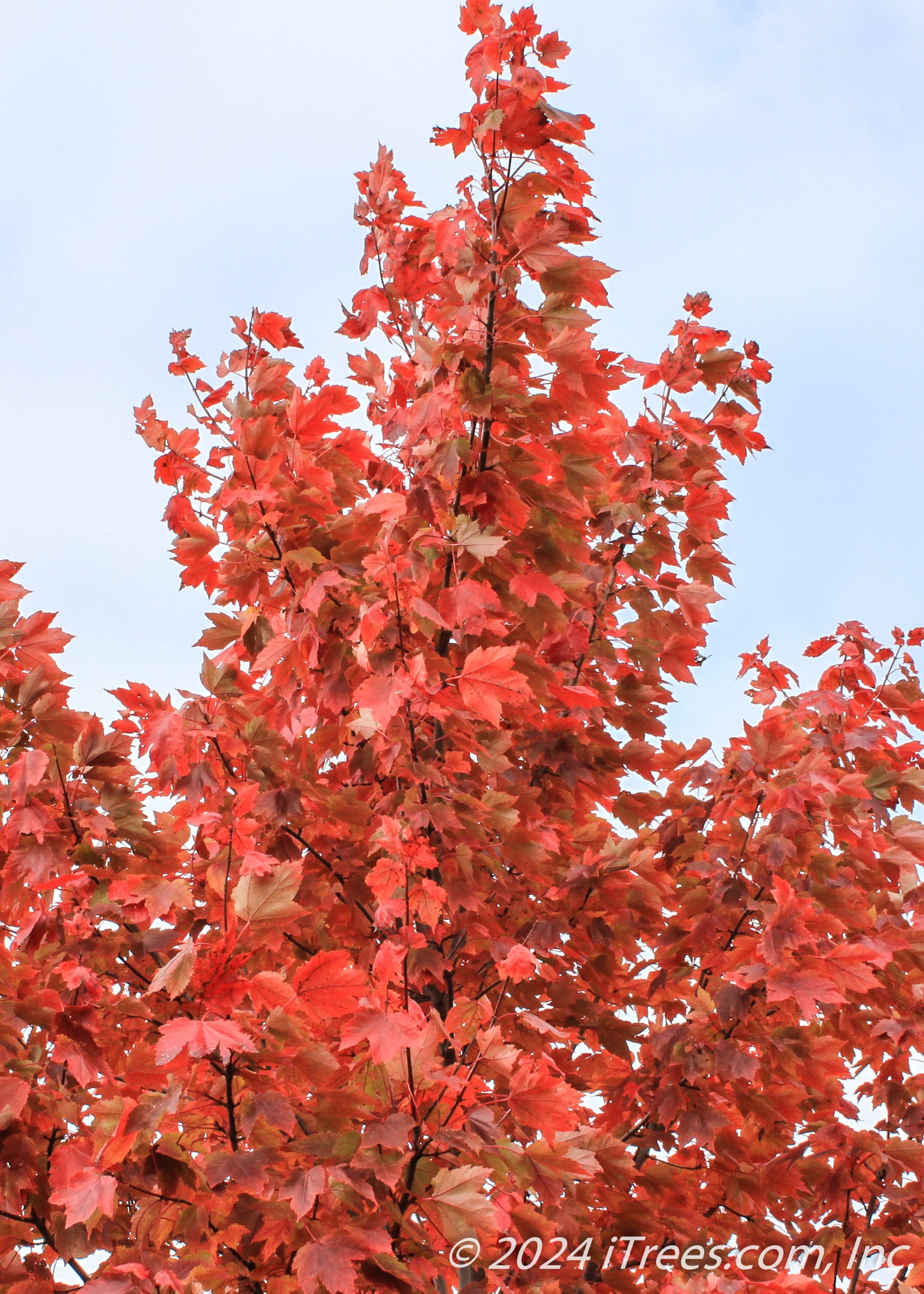 Sun Valley Red Maple