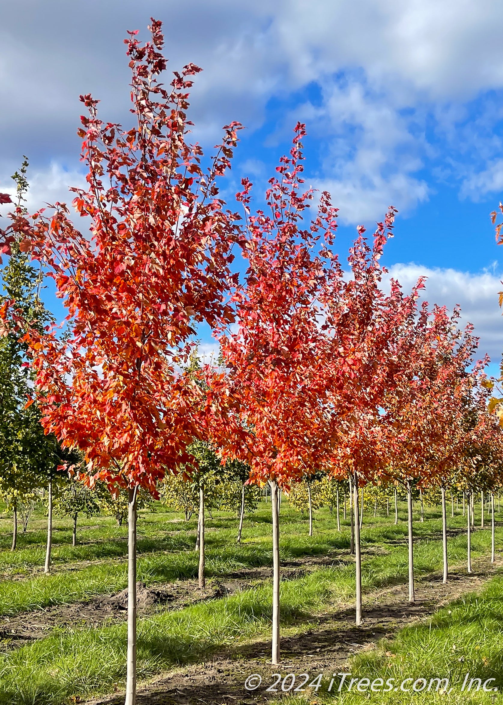 Sun Valley Red Maple
