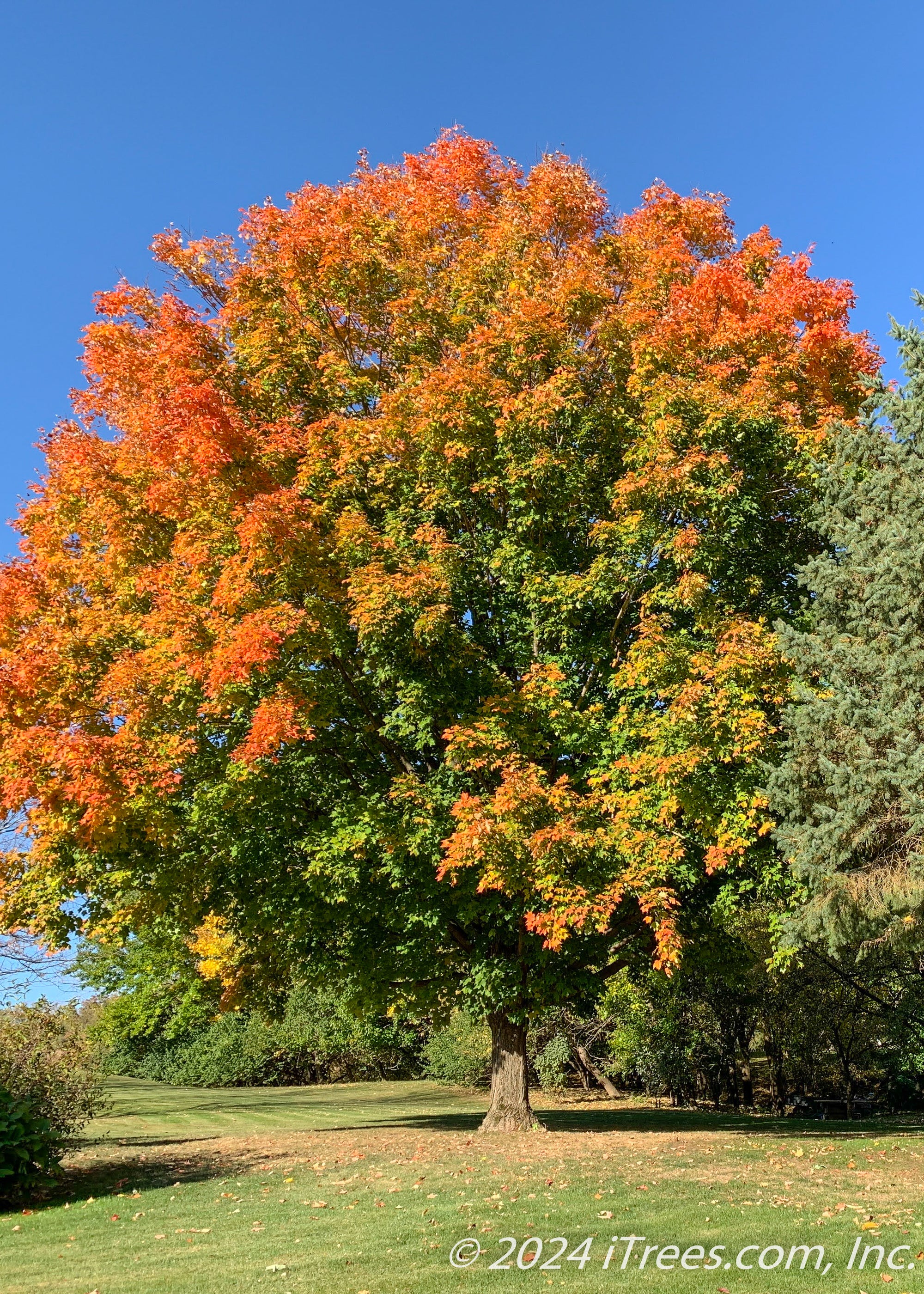 Fall Fiesta® Sugar Maple