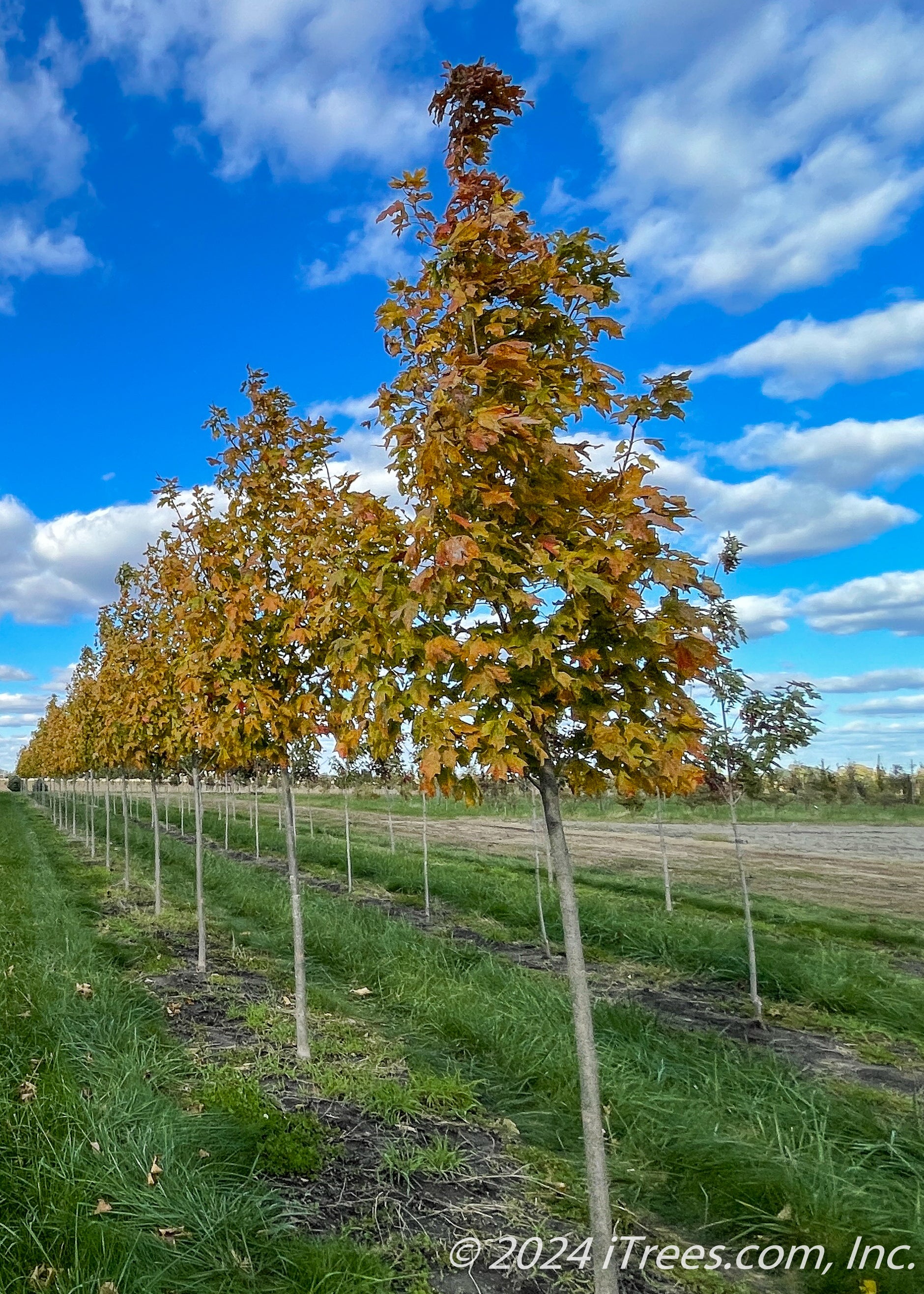 Fall Fiesta® Sugar Maple