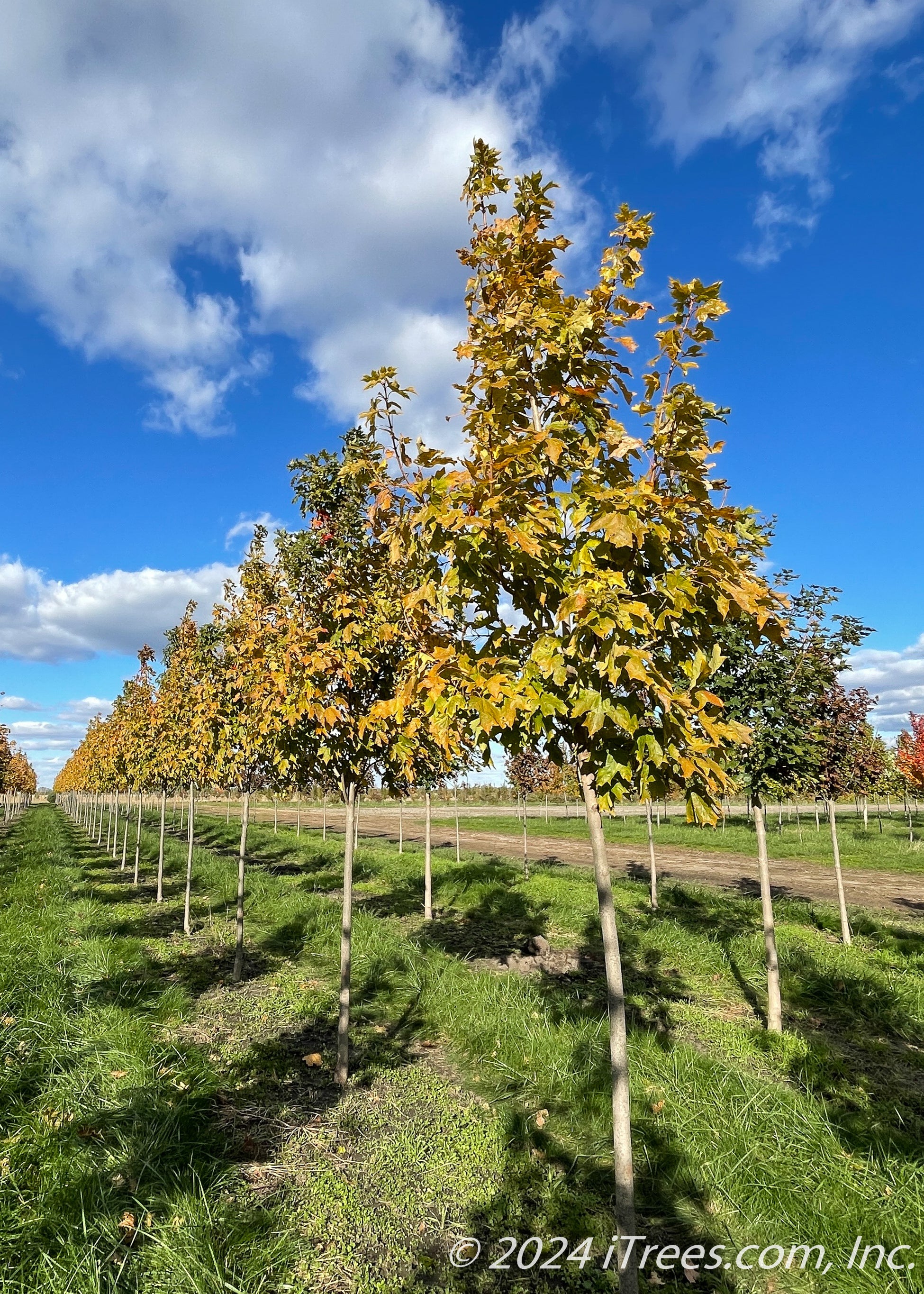 Fall Fiesta® Sugar Maple