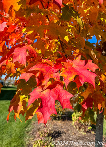 Fall Fiesta® Sugar Maple