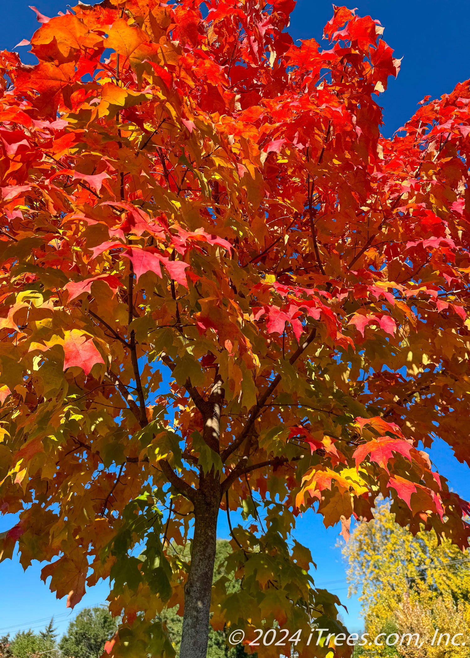 Fall Fiesta® Sugar Maple