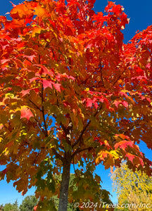 Fall Fiesta® Sugar Maple