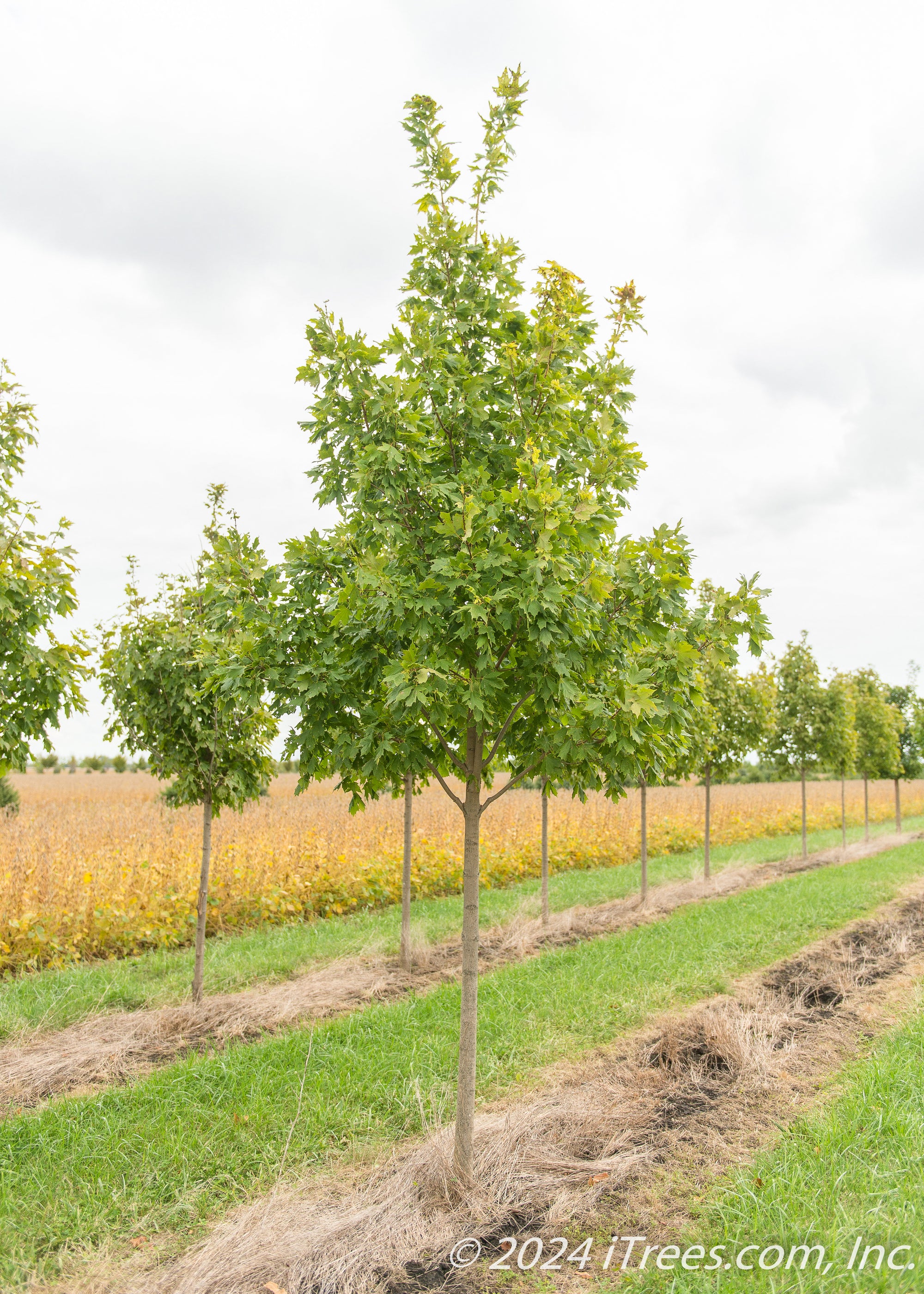Commemoration Sugar Maple