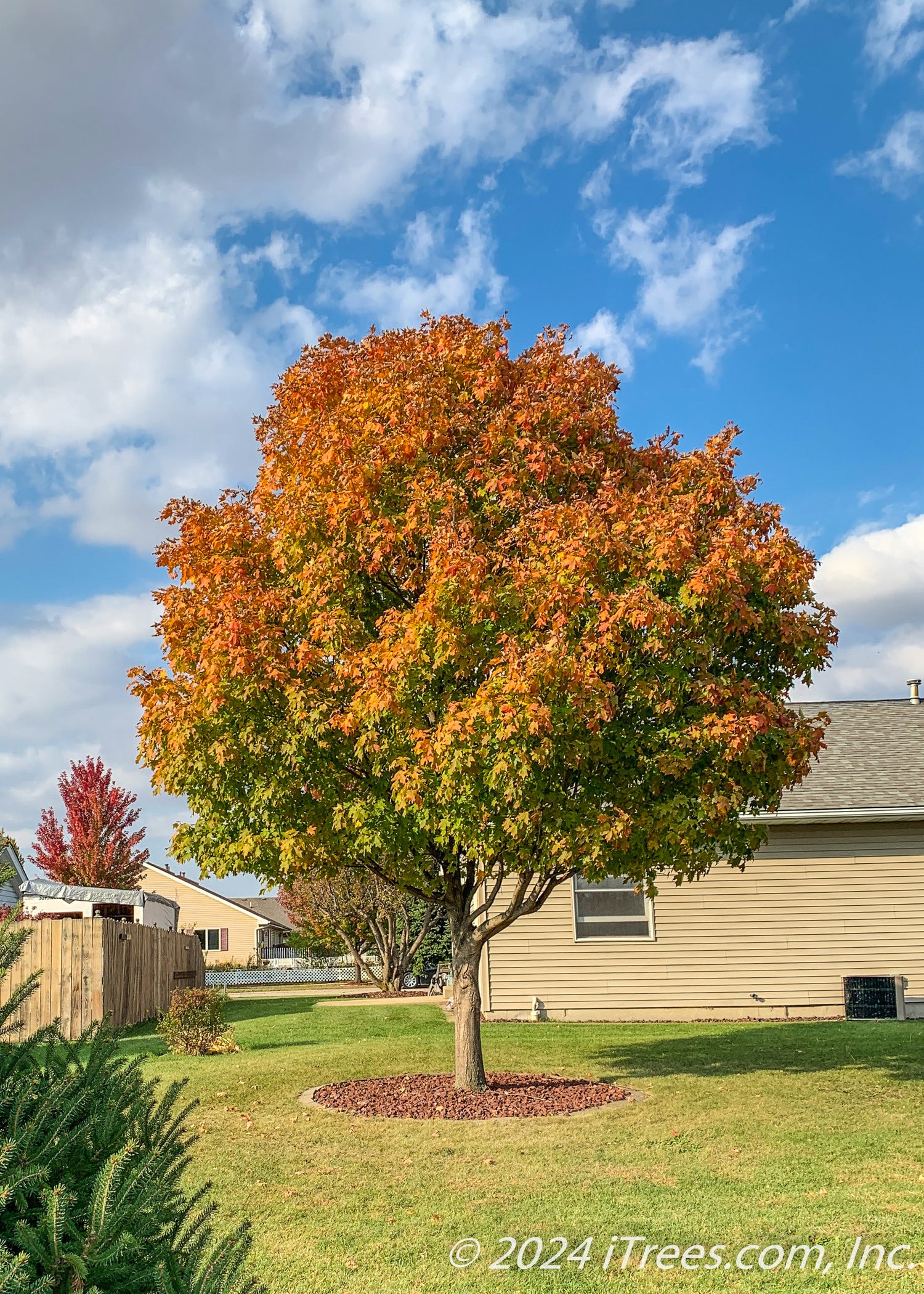 Green Mountain® Sugar Maple
