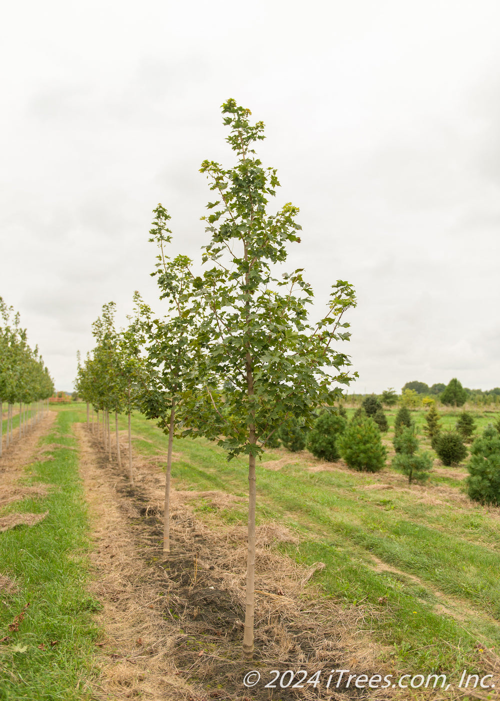 Pacific Sunset® Maple