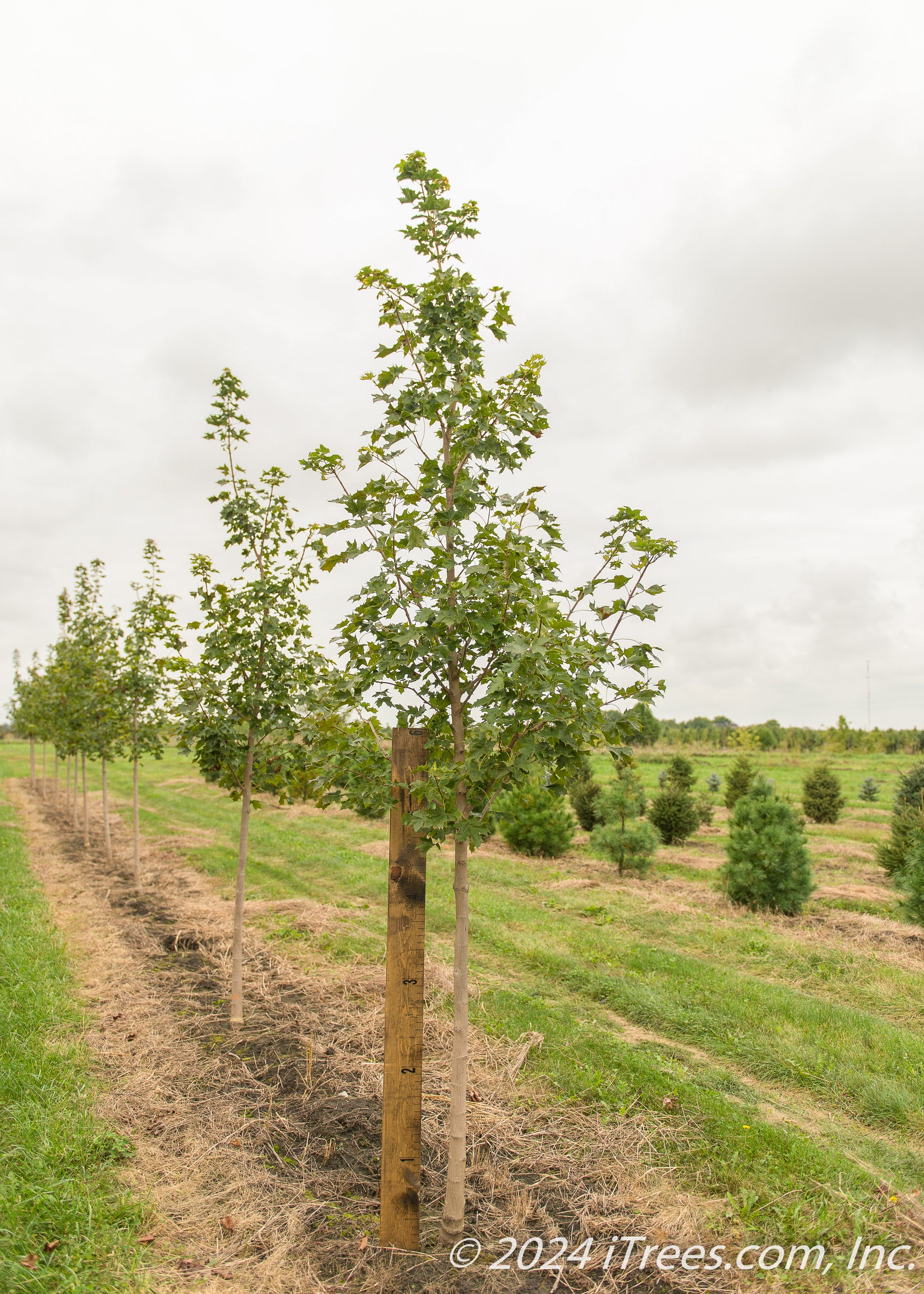 Pacific Sunset® Maple