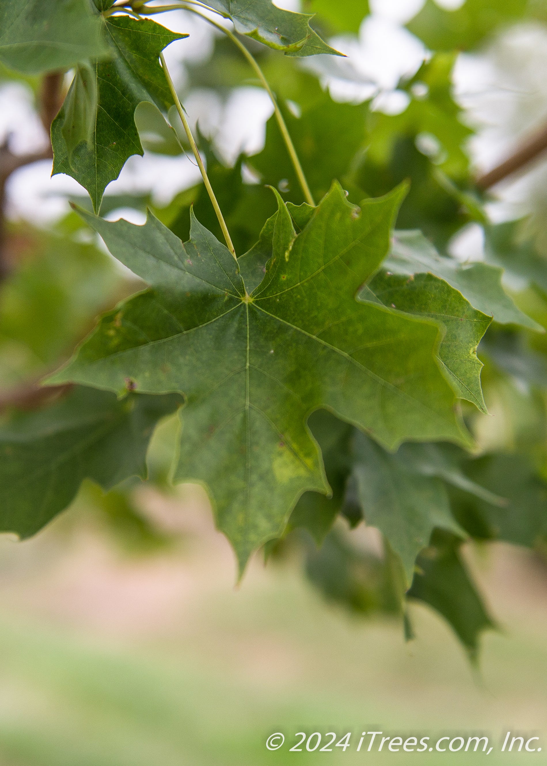 Pacific Sunset® Maple