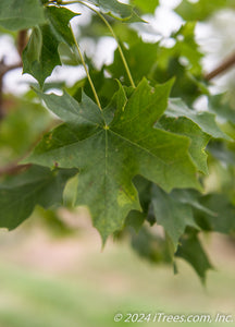 Pacific Sunset® Maple