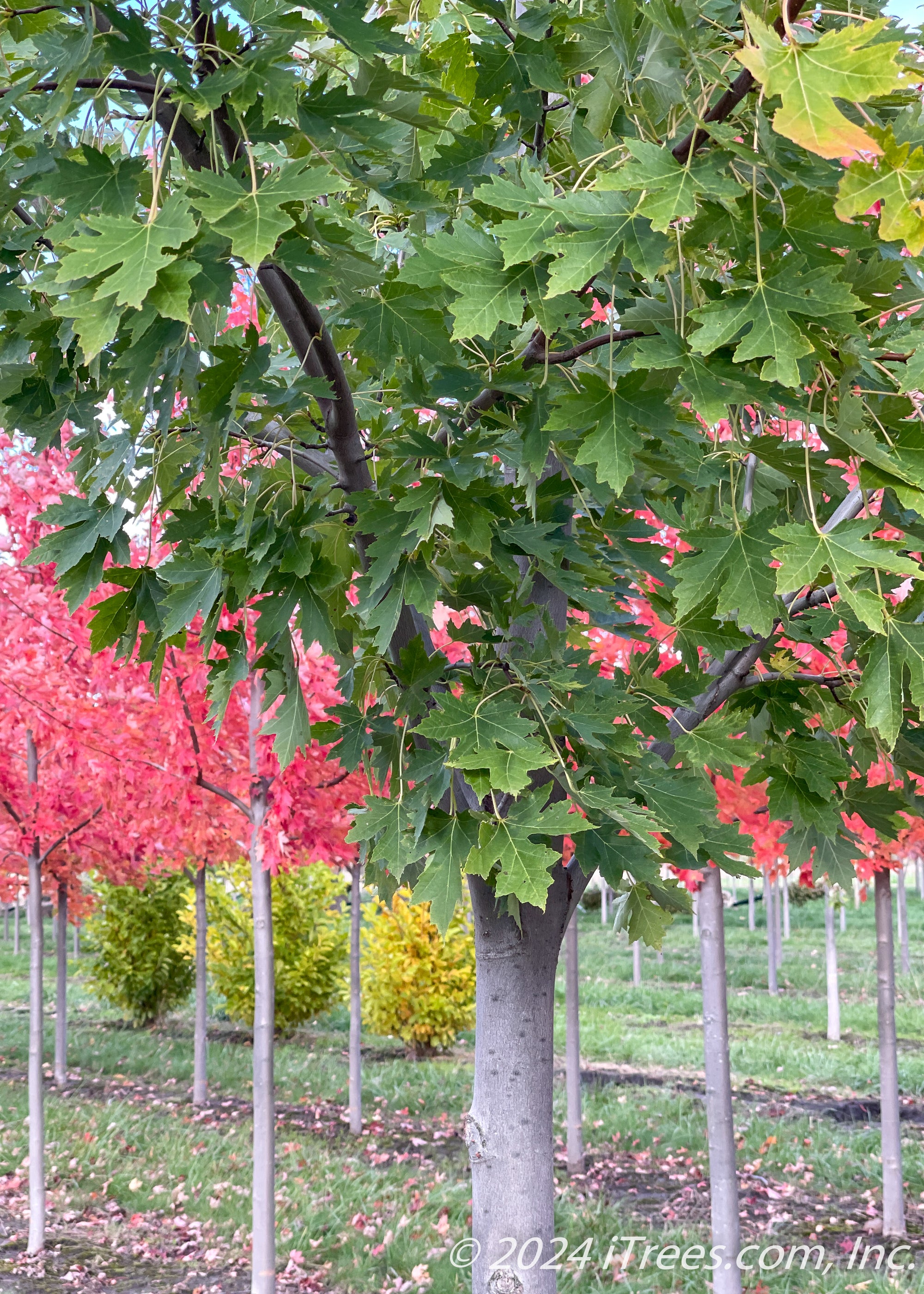 Pacific Sunset® Maple