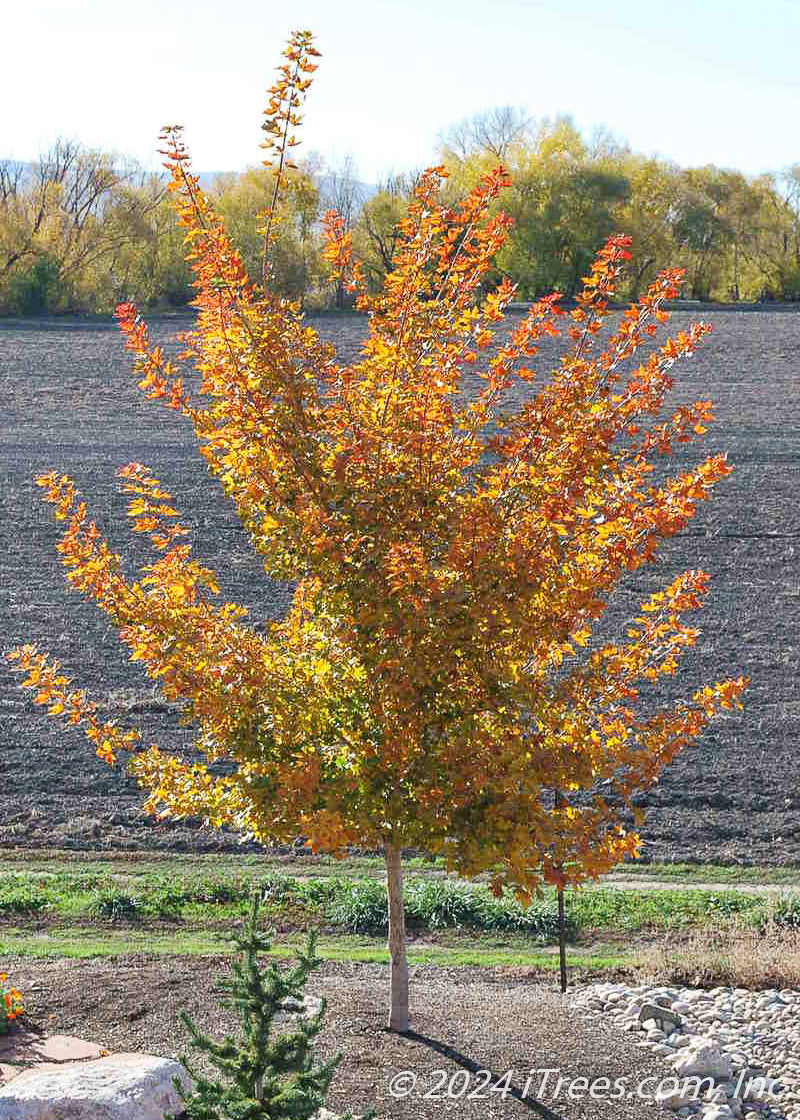 Pacific Sunset® Maple