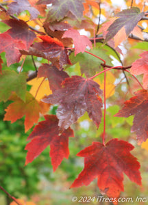 Pacific Sunset® Maple