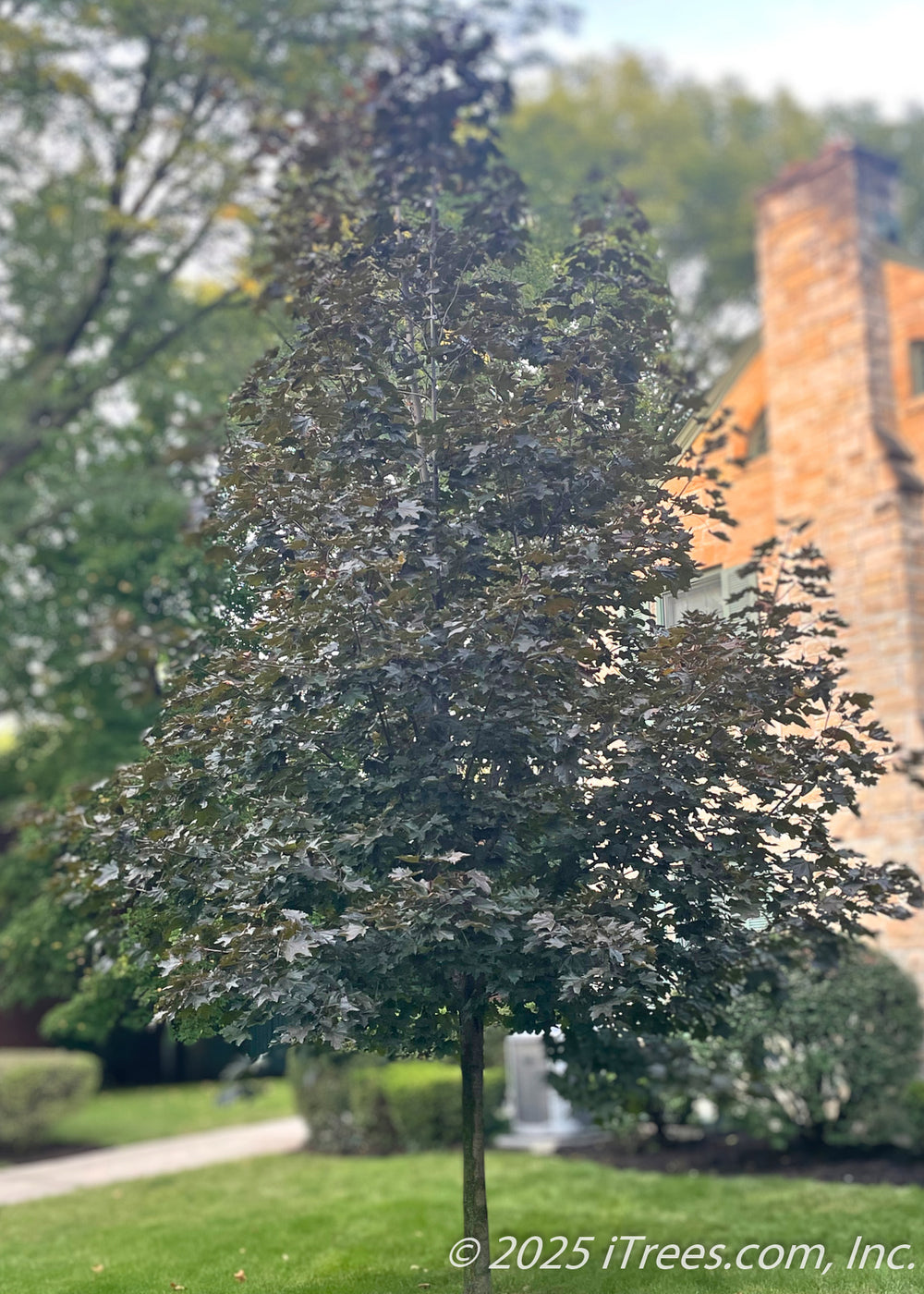 Crimson Sunset® Maple