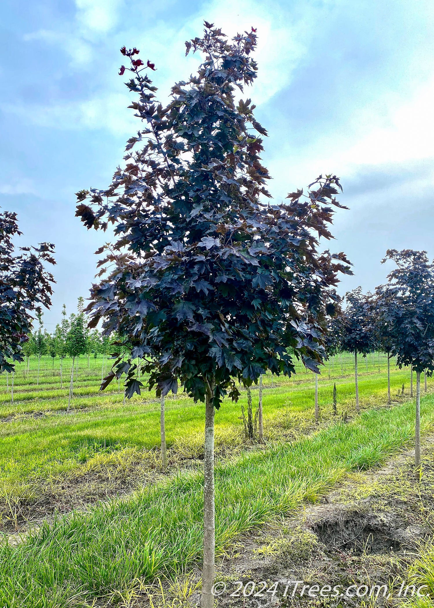Crimson Sunset® Maple