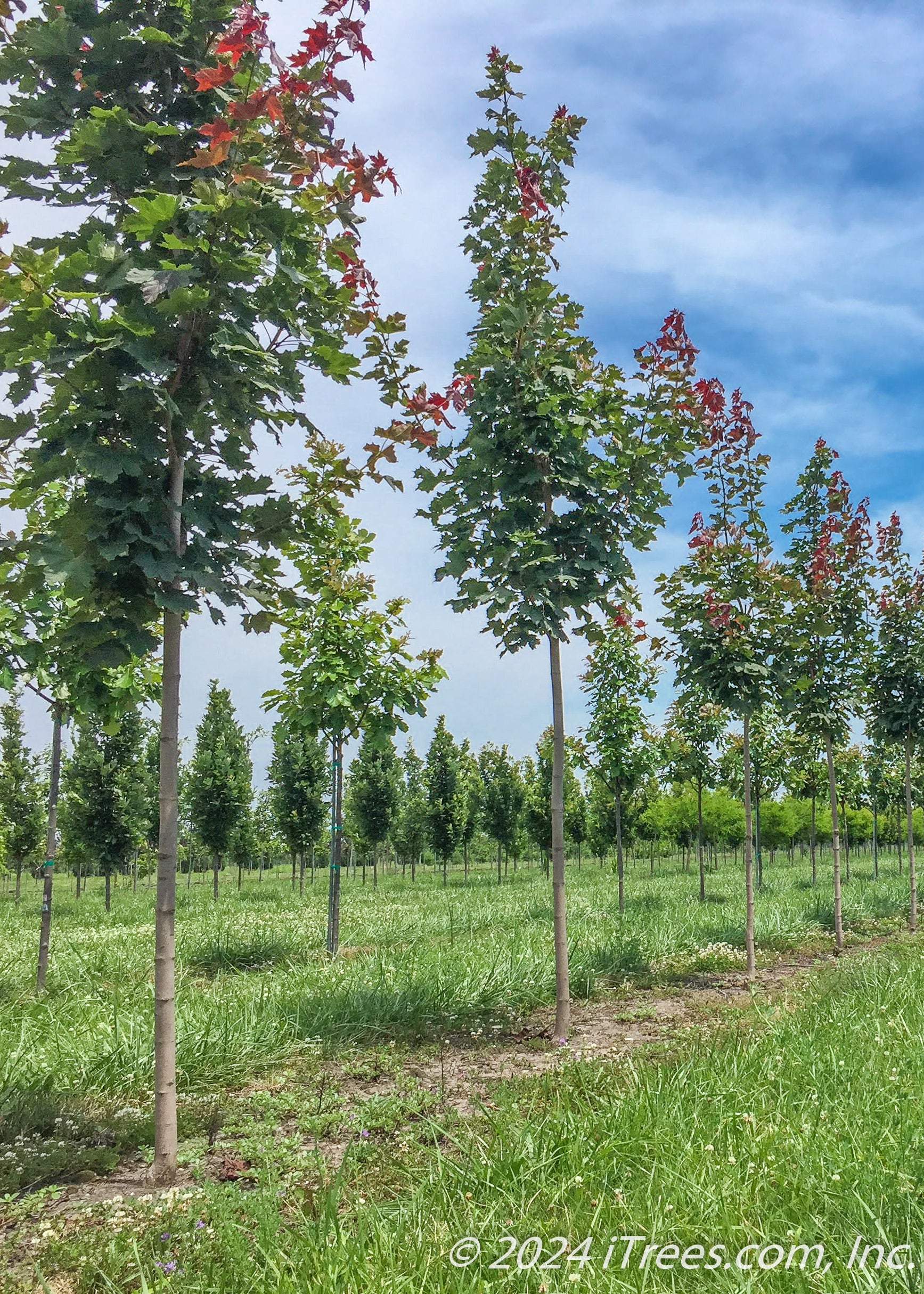 Crimson Sunset® Maple