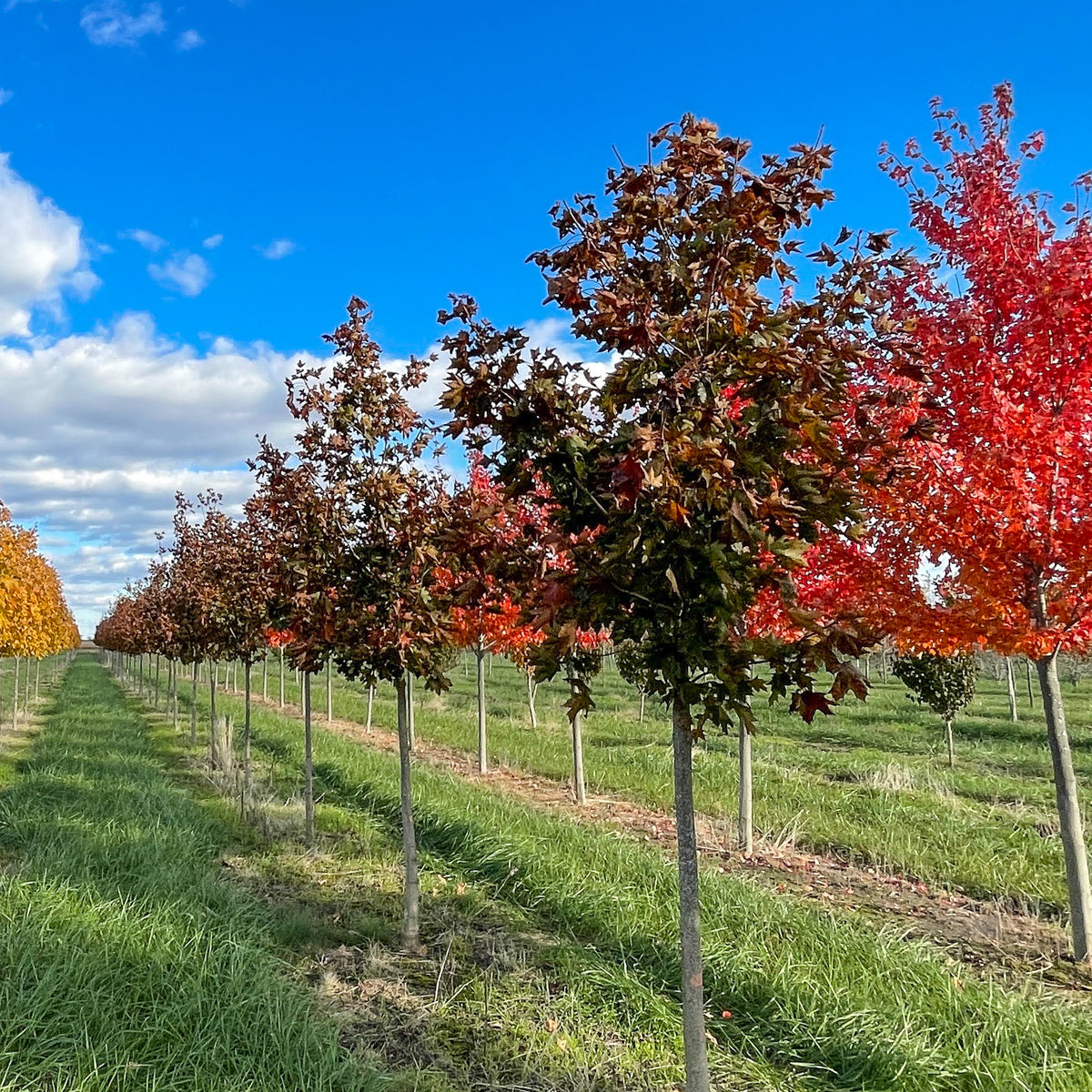 Crimson Sunset® Maple