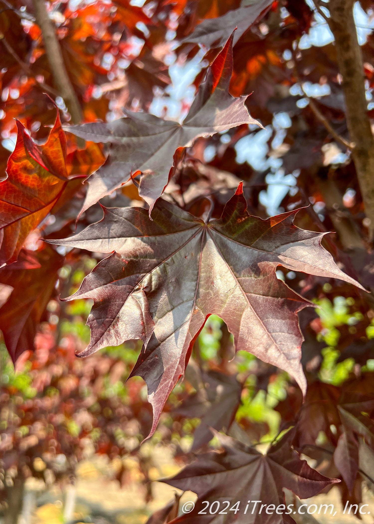 Crimson Sunset® Maple