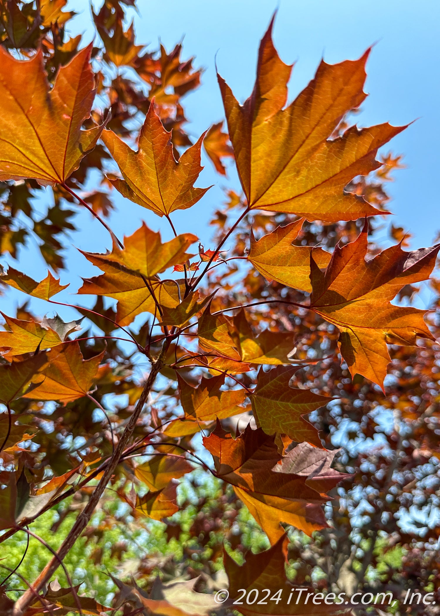 Crimson Sunset® Maple