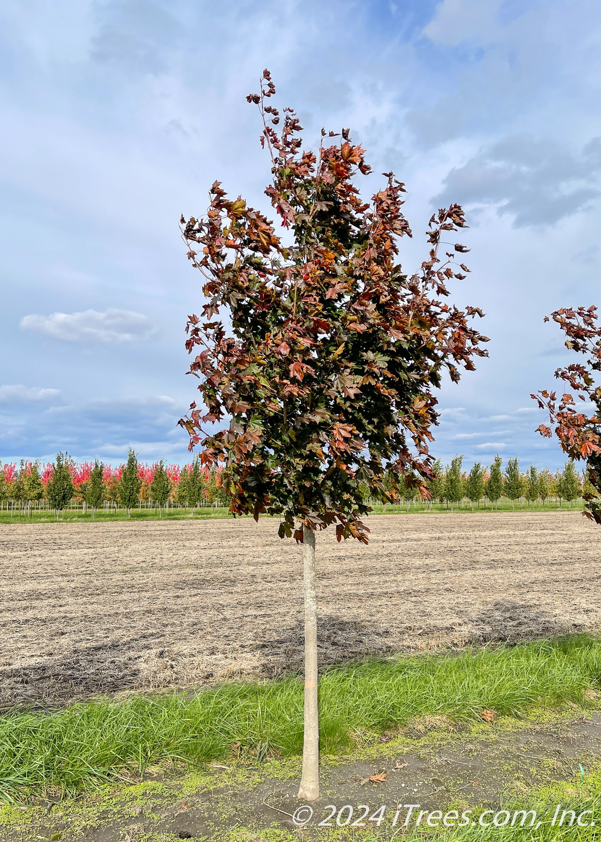 Crimson Sunset® Maple