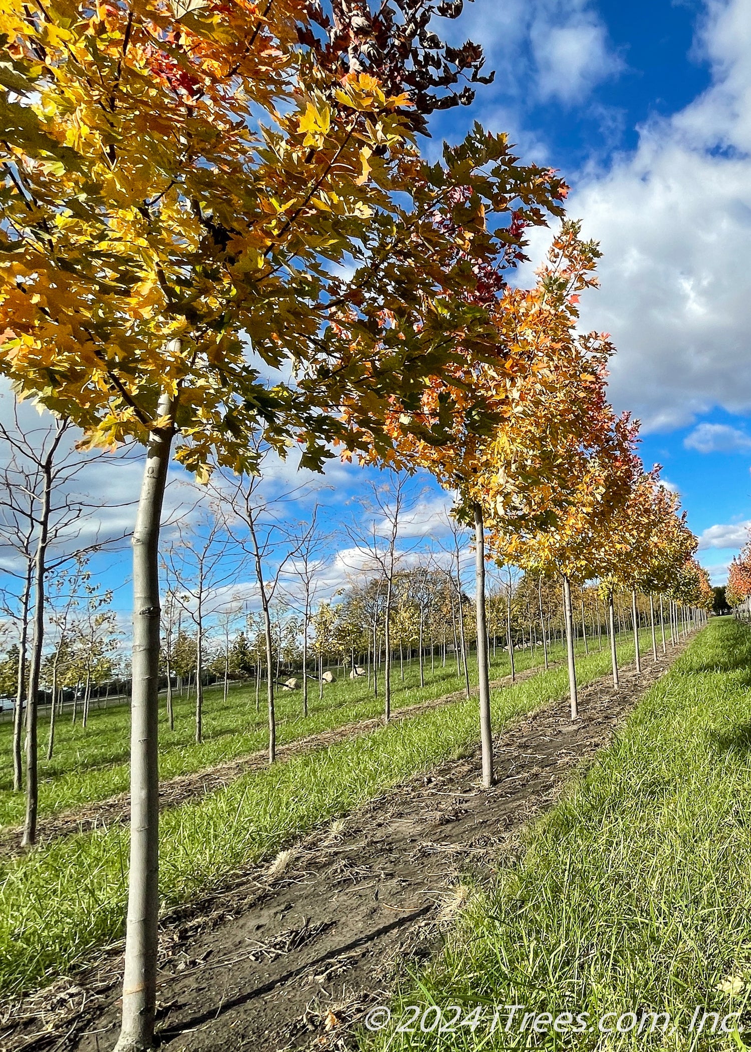 Celebration® Maple
