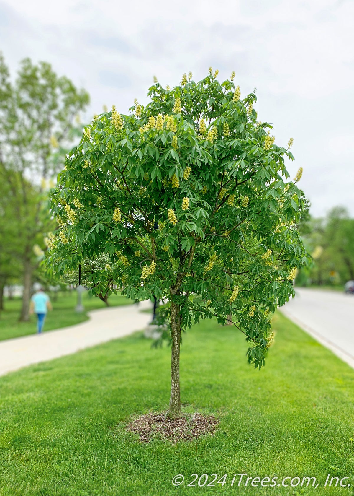 Autumn Splendor Horsechestnut
