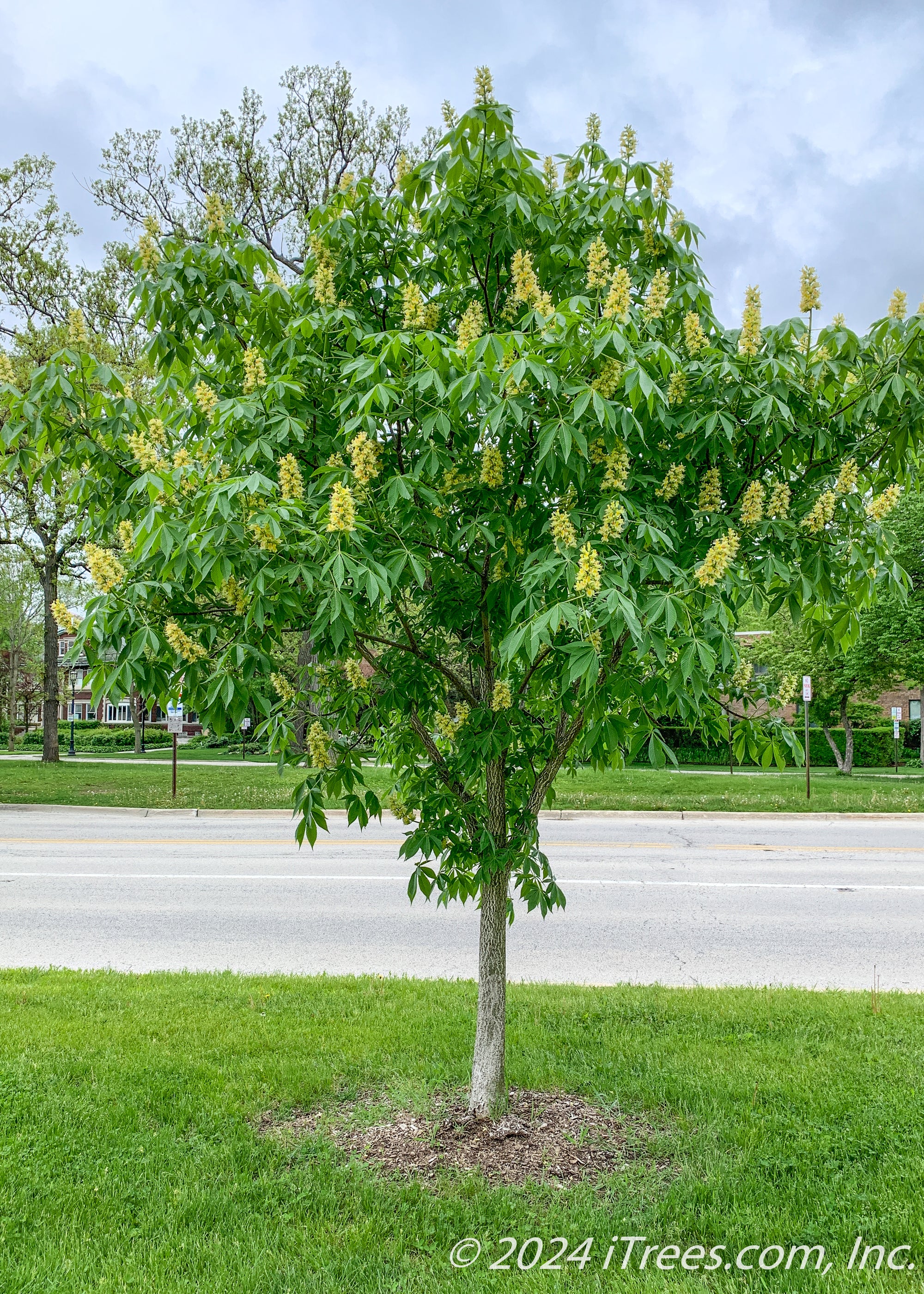 Autumn Splendor Horsechestnut