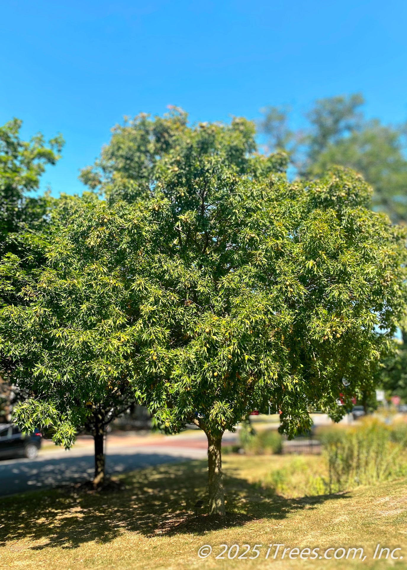 Ohio Buckeye