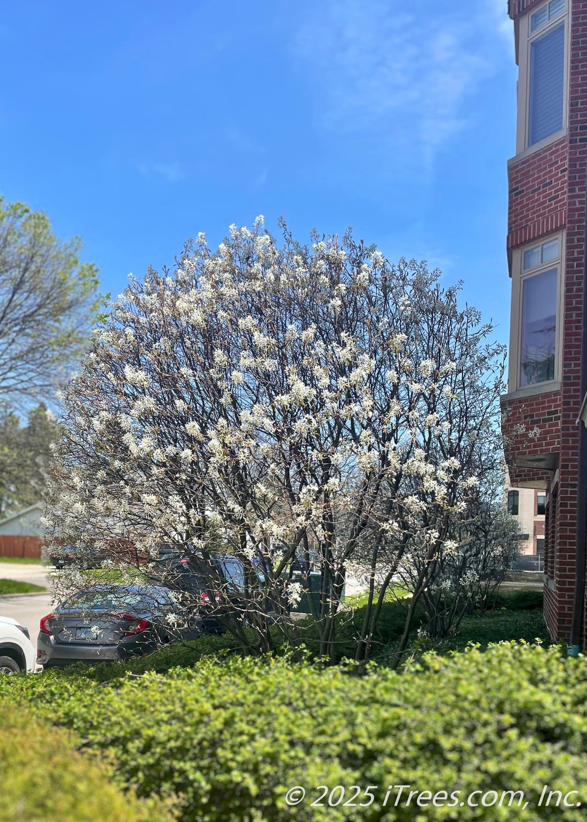 Lustre® Allegheny Serviceberry