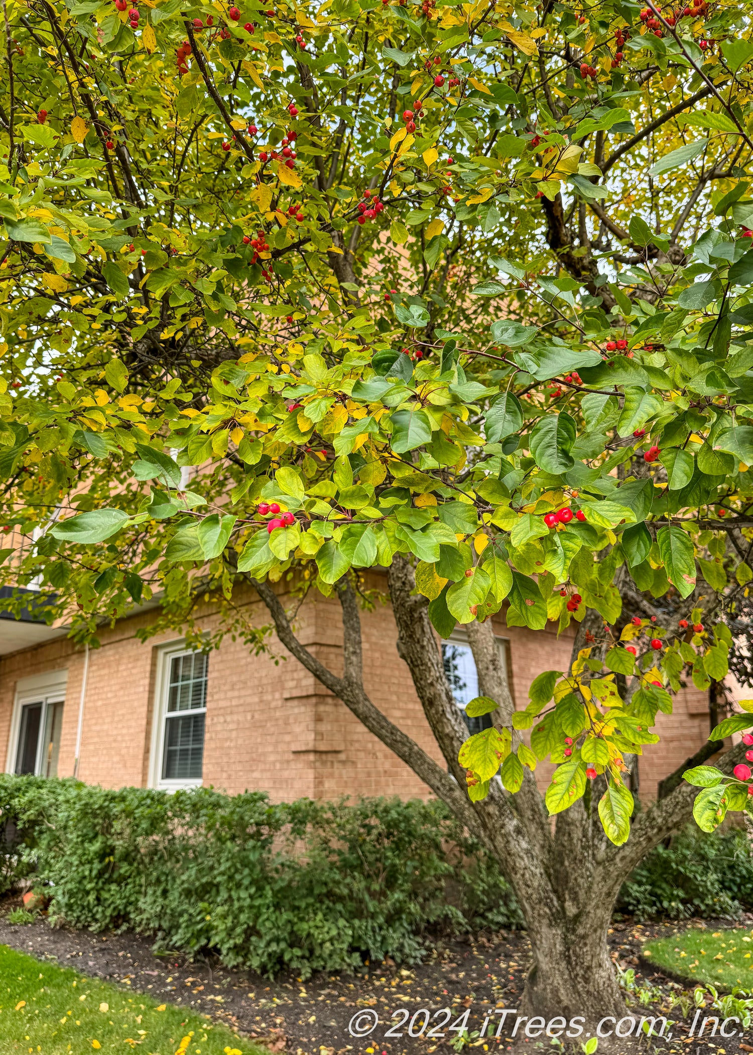Autumn Brilliance® Serviceberry Tree | Delivery, Planting, & 1-Year ...