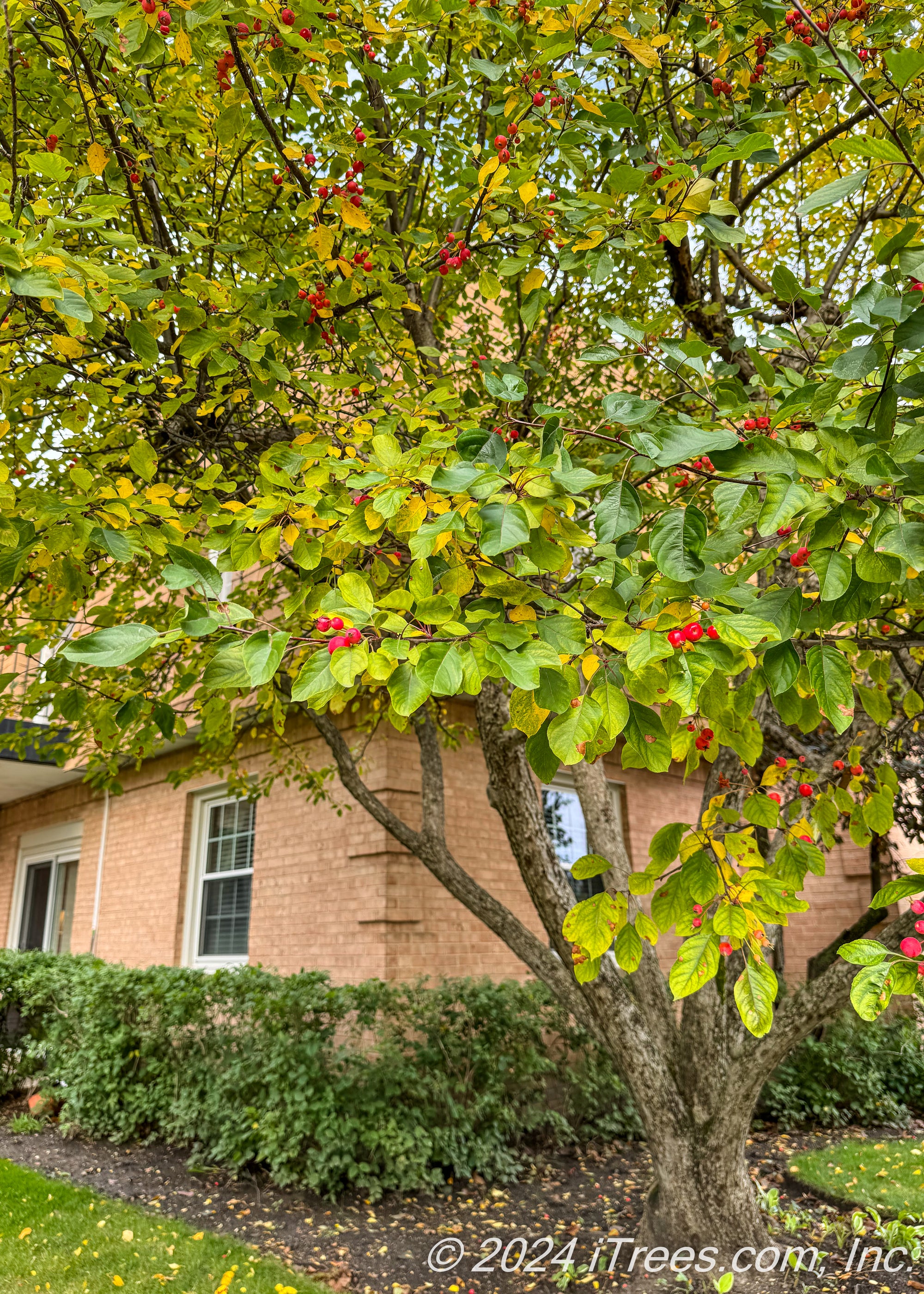 Autumn Brilliance® Serviceberry Tree | Delivery, Planting, & 1-Year ...