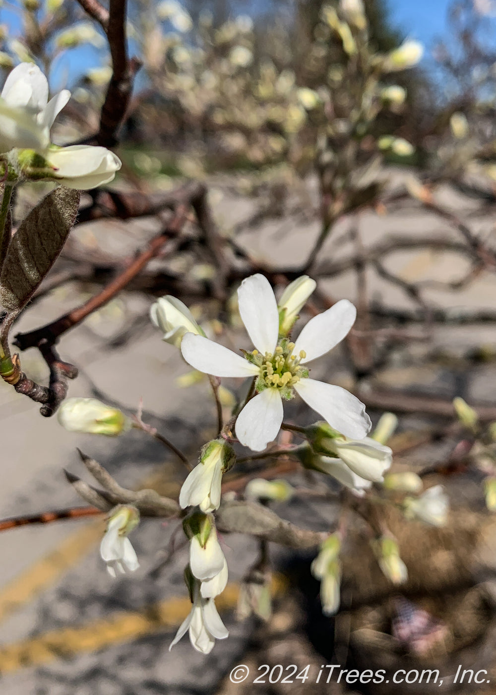 Autumn Brilliance Serviceberry